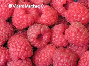 Red color food for heart health – Botanical online