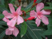 Cultivo y cuidados de la adelfa – Botanical-online