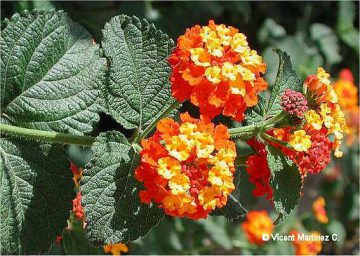 Cultivo de Lantana camara – Botanical-online