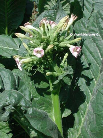 El cultivo del tabaco – Botanical-online