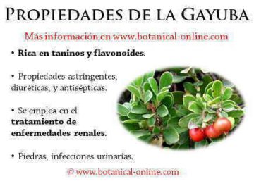 Propiedades de la gayuba – Botanical-online