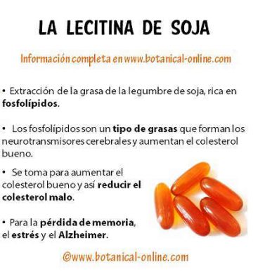 Propiedades de la lecitina de soja – Botanical-online