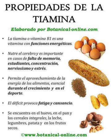Contraindicaciones de la tiamina (vitamina B1) – Botanical-online