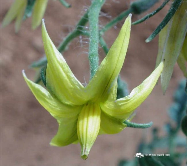 Foto de flor de tomate, Solanum lycopersicum – Botanical-online