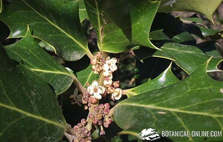 Características del acebo – Botanical-online