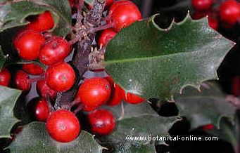 Características del acebo – Botanical-online