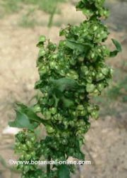Características de la acedera (Rumex acetosa) – Botanical-online