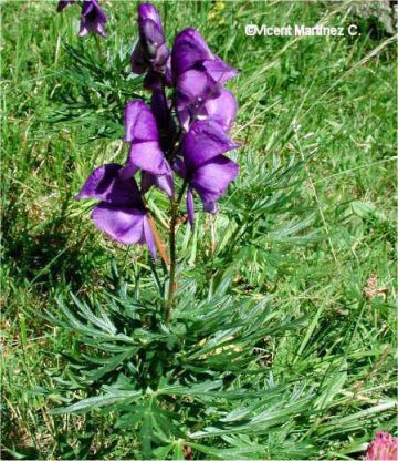 Aconitum napellus – Acónito, – Botanical-online