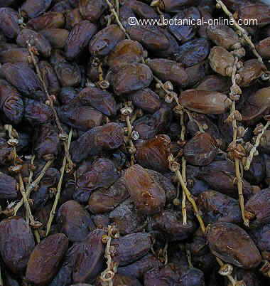 Beneficios de los datiles – Botanical-online