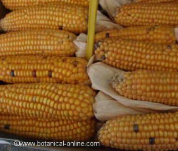 Propiedades de la luteína – Botanical-online