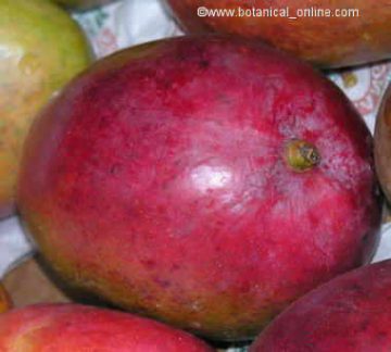 Beneficios del mango – Botanical-online