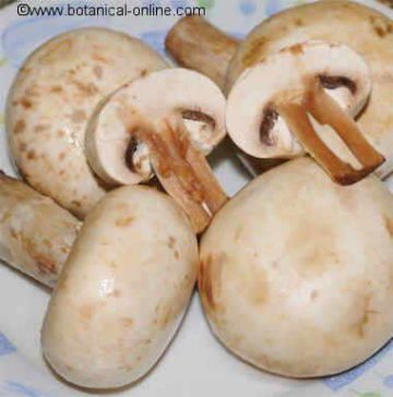 Alimentos ricos en cloro – Botanical-online