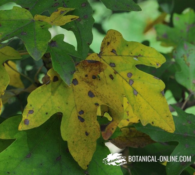 Tipos de inflorescencias – Botanical-online