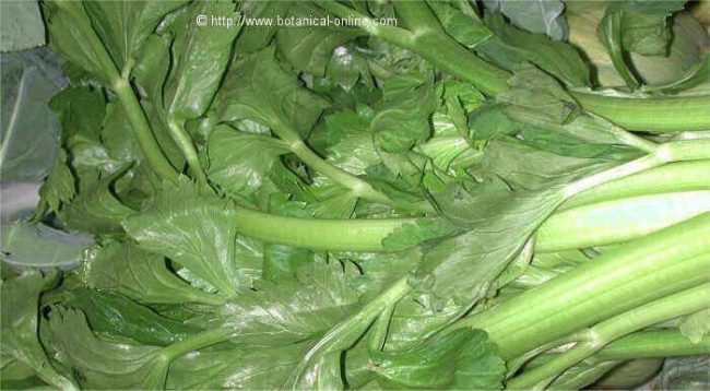 Tipos de cuajo naturales y vegetales – Botanical-online