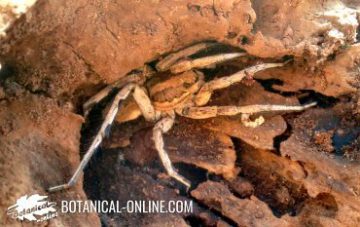 Tarántulas en España – Botanical-online