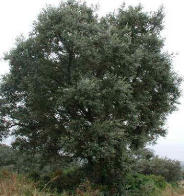 Características de la carrasca – Botanical-online