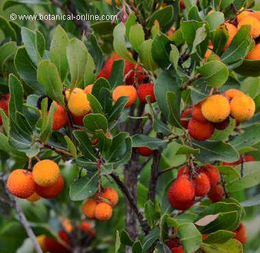 Revista Nº 28 de Botanical-online