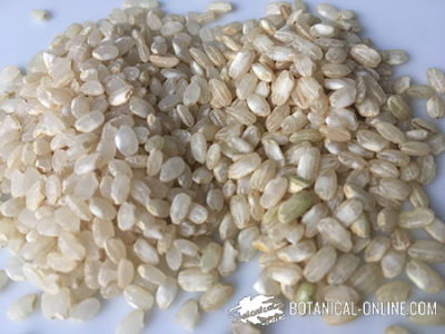 Clases de arroz – Botanical-online