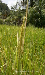 Características del arroz (Oryza sativa) – Botanical-online