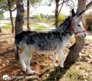 Utilidad del asno – Botanical-online