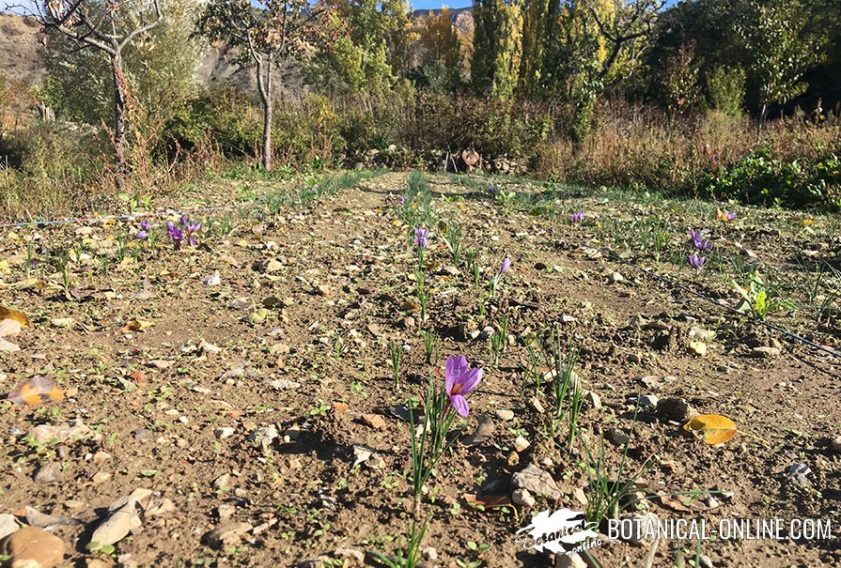 Propiedades medicinales del azafrán – Botanical-online