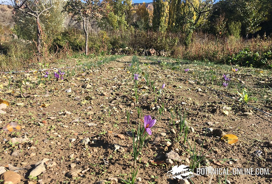 Propiedades medicinales del azafrán – Botanical-online