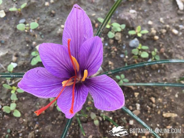 Composición nutricional y fitoquímica del azafrán – Botanical-online