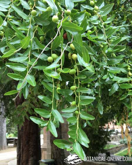 Propiedades medicinales del azufaifo o jinjolero – Botanical-online