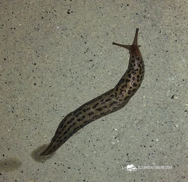 Características de la babosa leopardo – Botanical-online