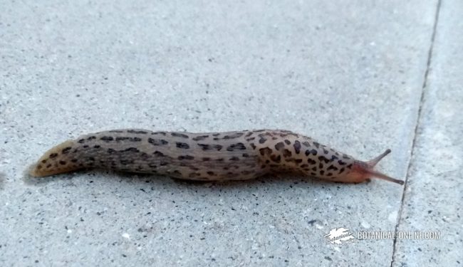 Características de la babosa leopardo – Botanical-online