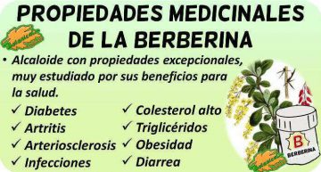 Propiedades de la berberina – Botanical-online