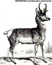 Características del berrendo – Botanical-online