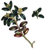 Características del boj – Botanical-online