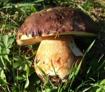 Lista de boletus comestibles – Botanical-online