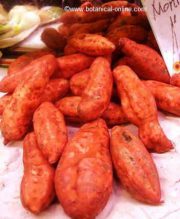 La Batata o papa dulce – Botanical-online