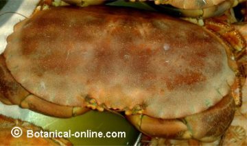 Características del buey de mar – Botanical-online