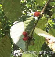 Características de la planta del café, tipos y variedades – Botanical ...