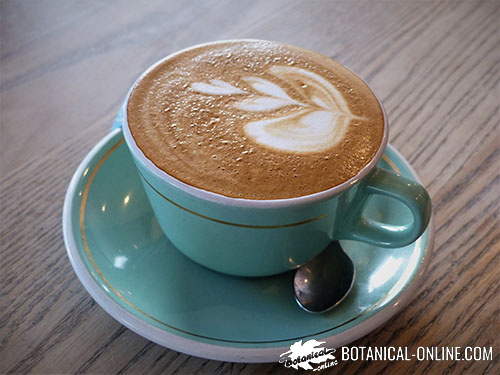 Cafeína del té y cafeína del café – Botanical-online