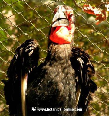 La piel de los anfibios – Botanical-online