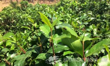Propiedades del Khat (Catha edulis) – Botanical-online