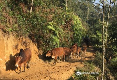 Características del cebú – Botanical-online