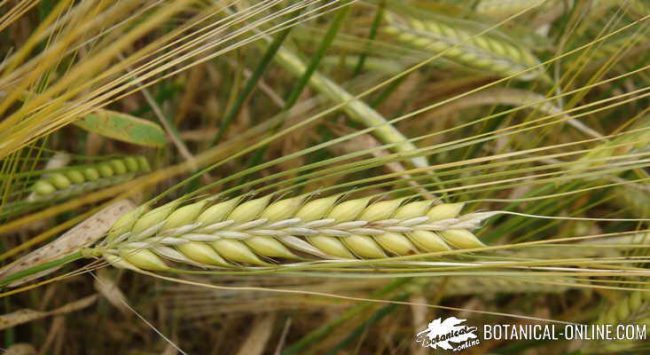 Características del cereal centeno – Botanical-online