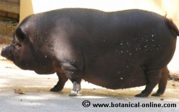Características del cerdo vietnamita – Botanical-online