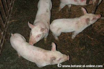 Características del cerdo – Botanical-online