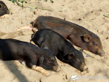 Cuidados del cerdo vietnamita enano – Botanical-online