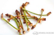 Plantas medicinales diuréticas – Botanical-online