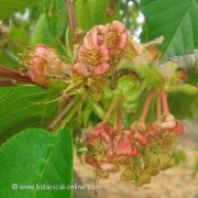 Tipos de cerezos y su utilización – Botanical-online