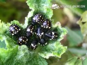 Características de la chinche verde – Botanical-online