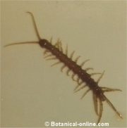 Ciempiés, animal venenoso – Botanical-online