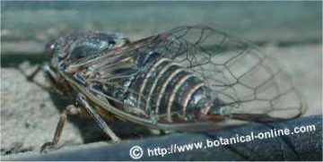 Características de la cigarra – Botanical-online